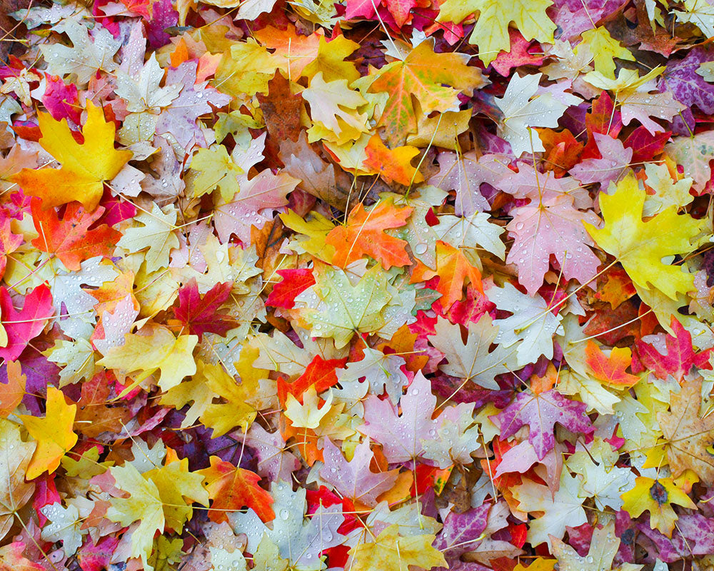 Workshop: Fall Photography in the Scott Valley, October 2023 – The Ray ...