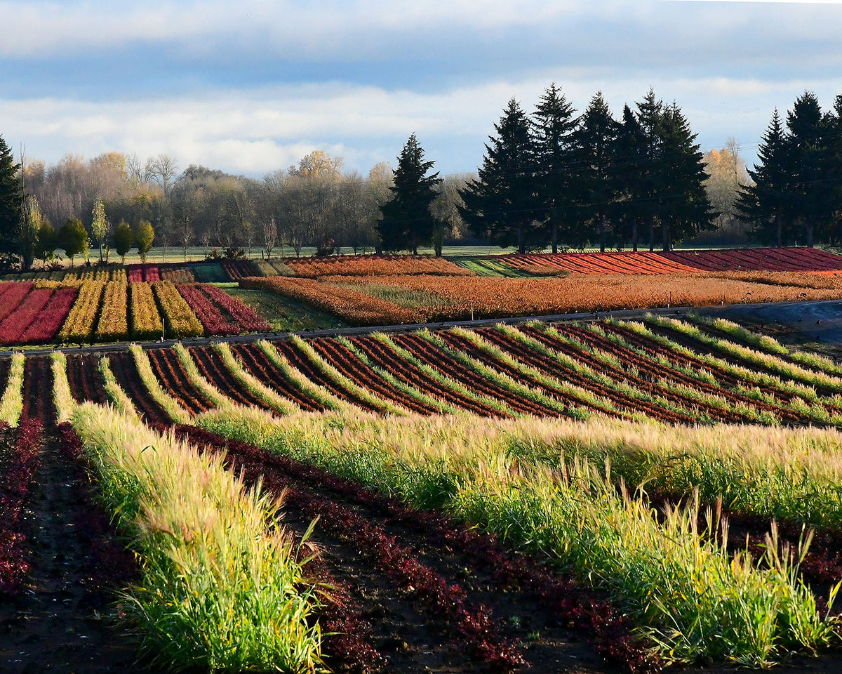 OR40 Sauvies Island 2173 – The Ray Atkeson Image Archive